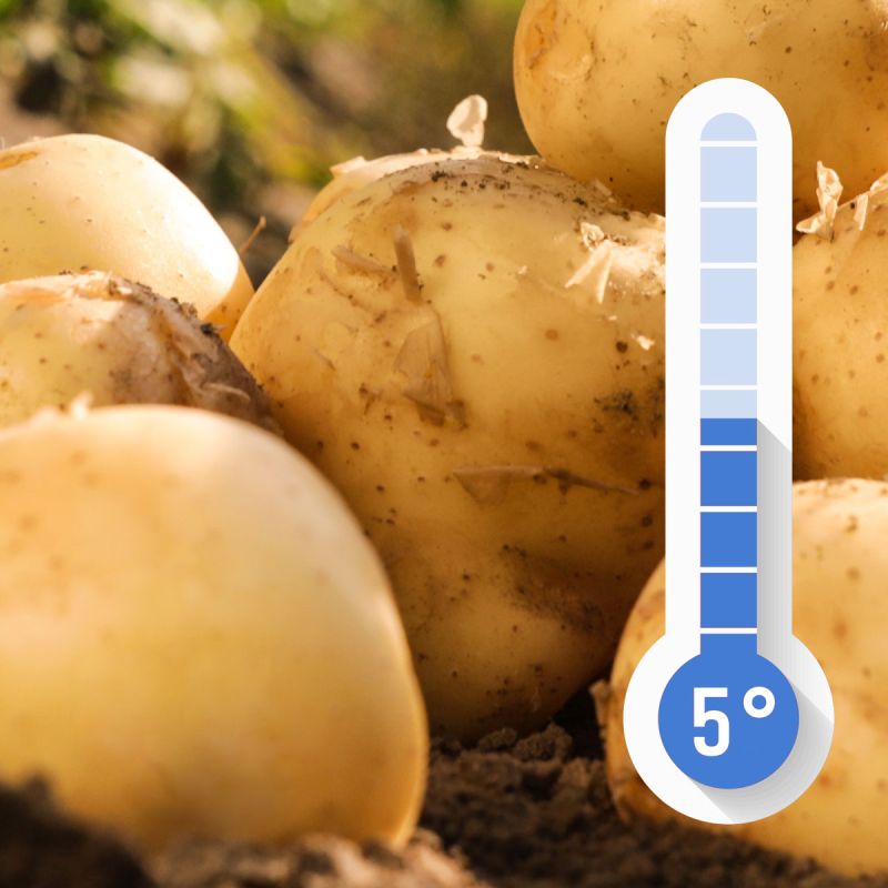 Storing potatoes correctly - tips & tricks