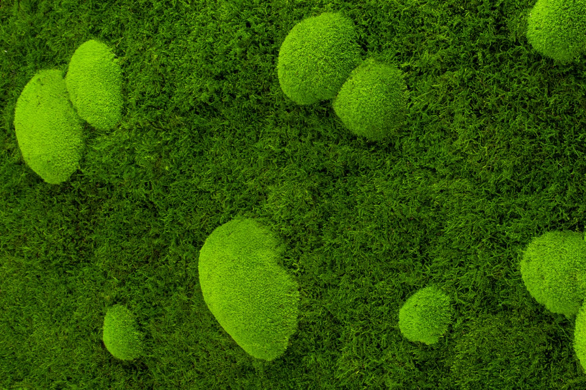 Moosbild Dschungel Design | Moos Design