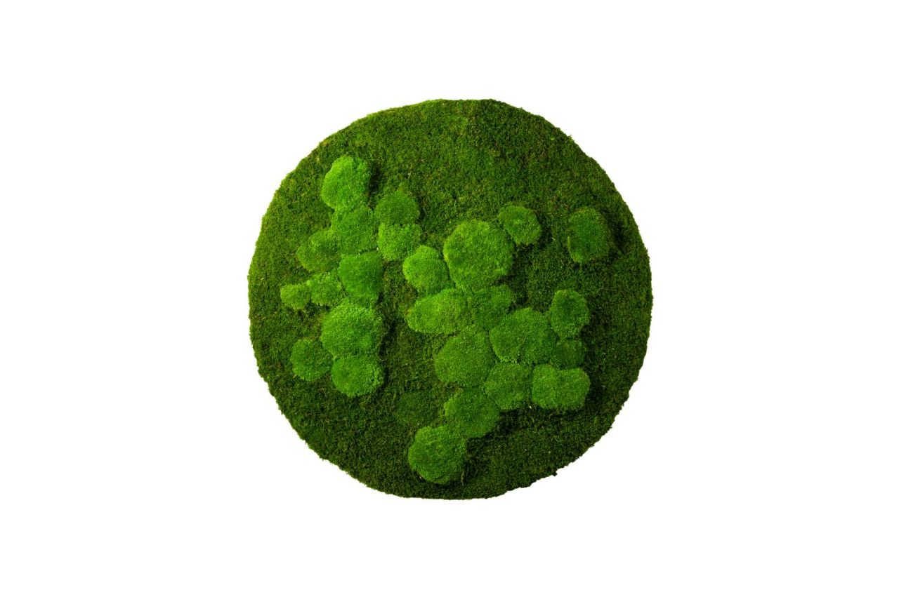 Moosbilder | Moos Design