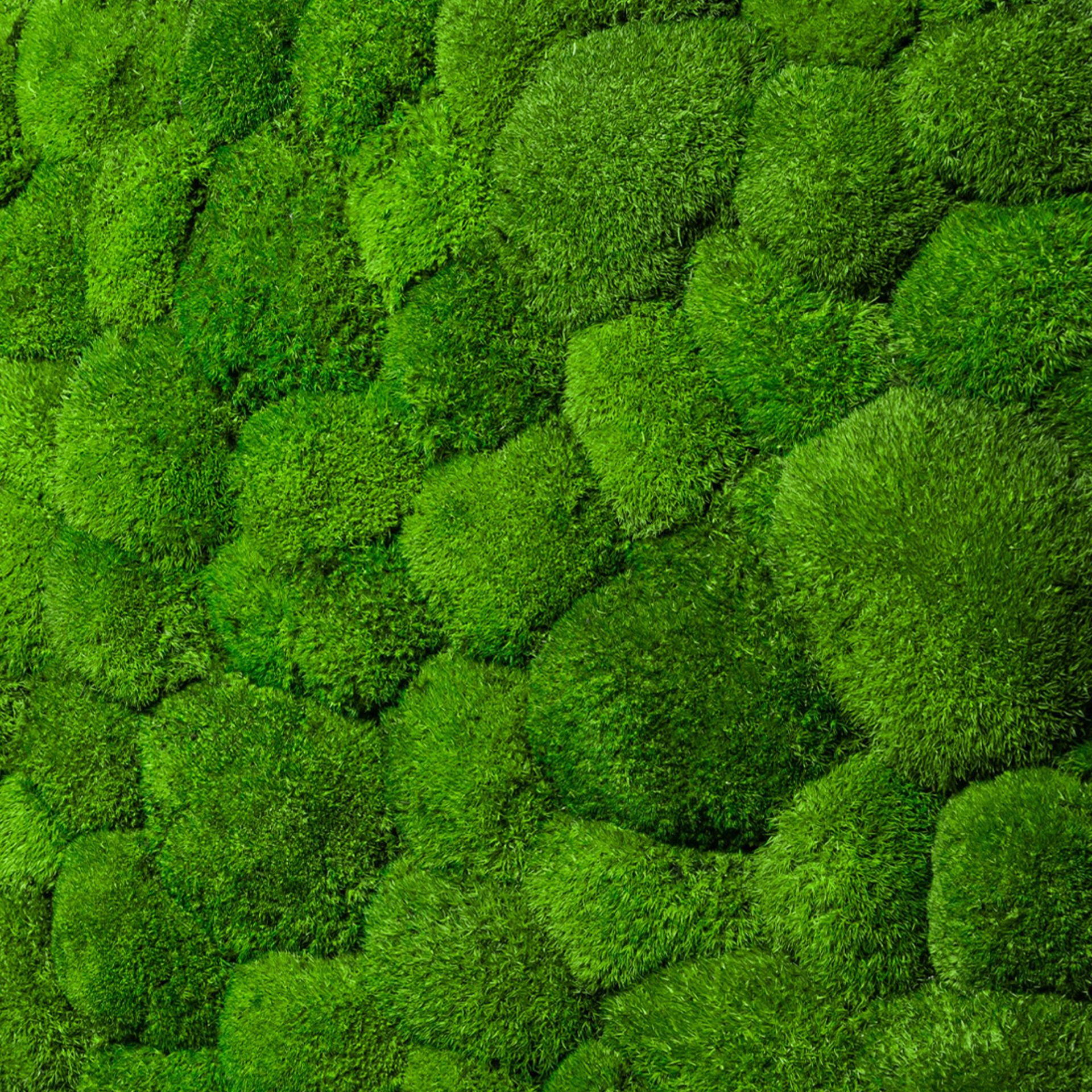 Moosbild DIY-Set Fifty Fifty Design | Moos Design