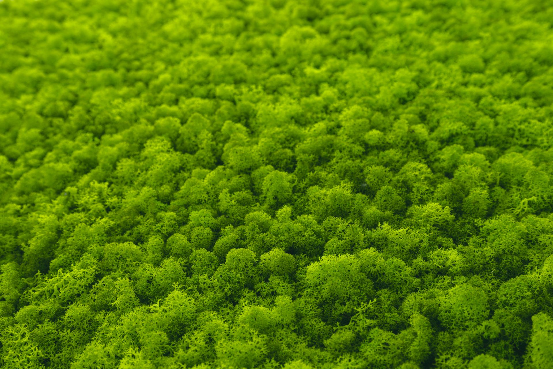 Mooslexikon | Magazin | Moos Design