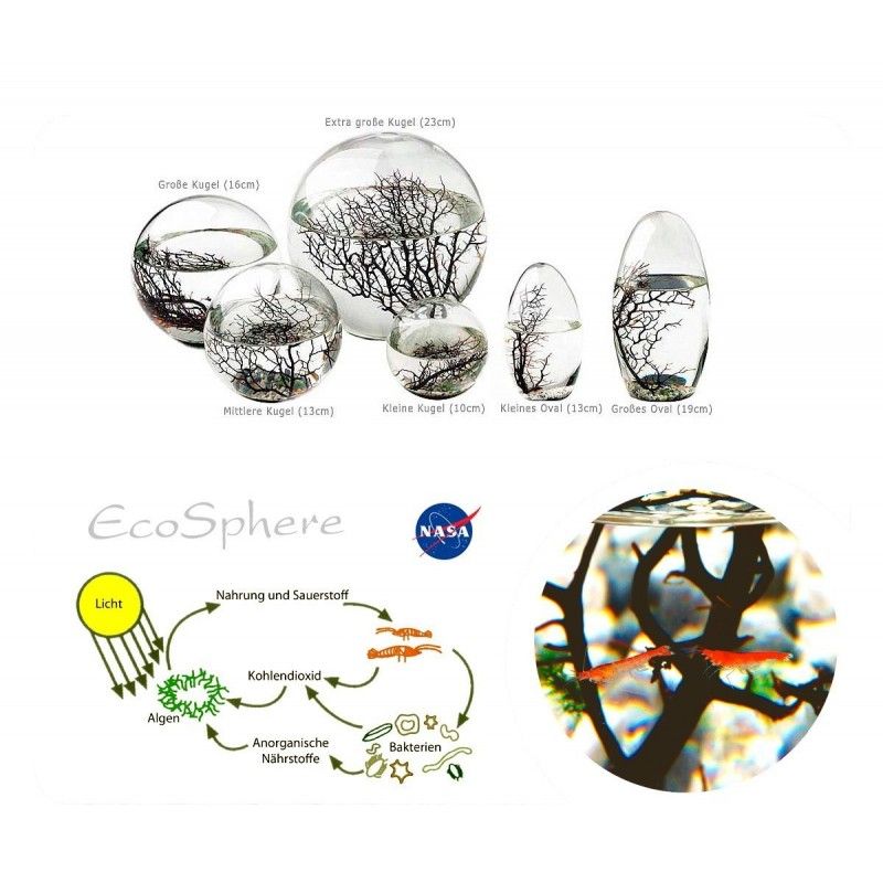 EcoSphere Ökosystem mit Garnelen | Ecosphere-Shop