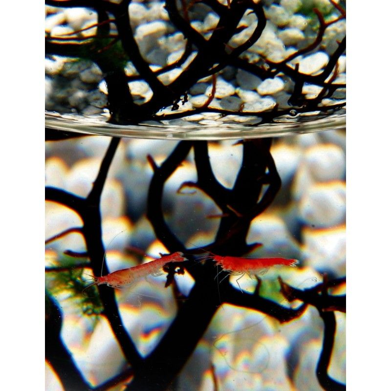 Ecosphere Europe Wissenschaft Hersteller Nasa Biosphere