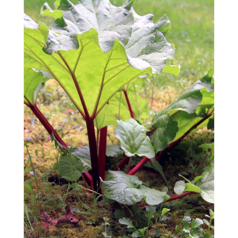 Rhubarb Sanvitos® Red / Rheum rhabarbarum - 1 plant in pot
