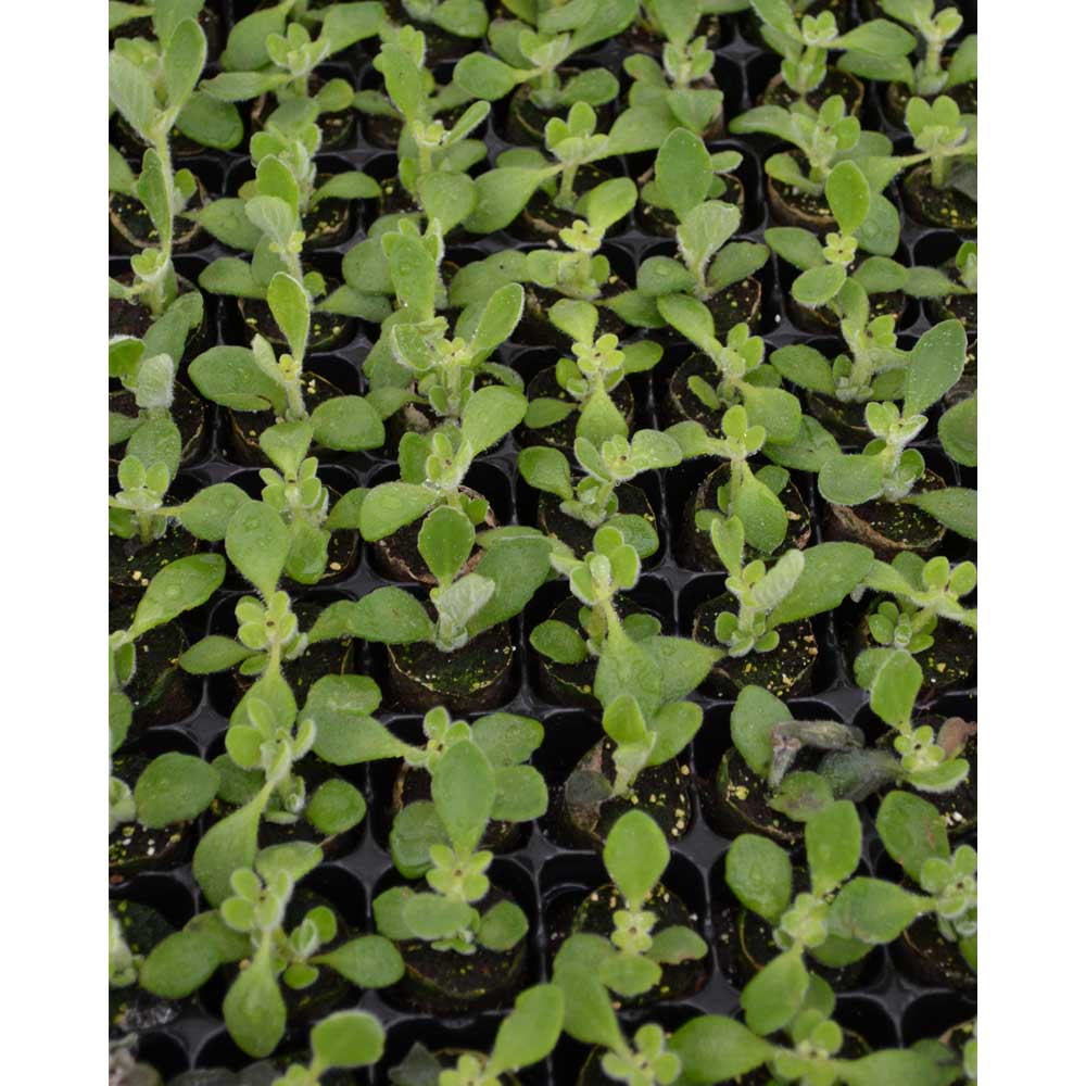 Tomillo de Jamaica / Malibu® - Plectranthus amboinicus - 3 plantas en ...