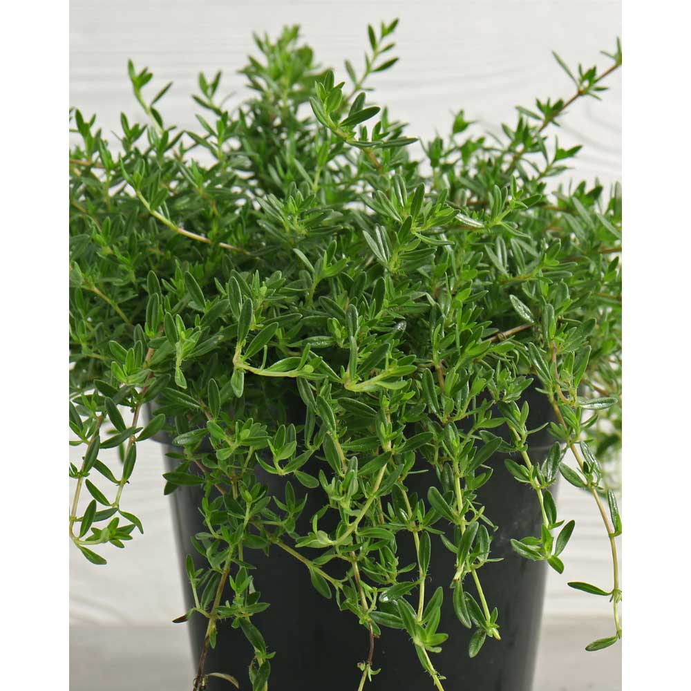 Field Thyme / Creeping Red - Thymus praecox - 3 plants in root ball