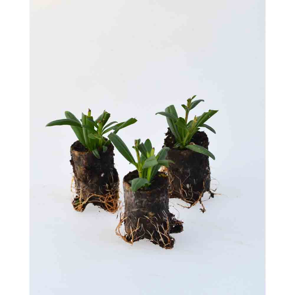 Hisopo - Azules / Hyssopus officinalis - 3 plantas en cepellón