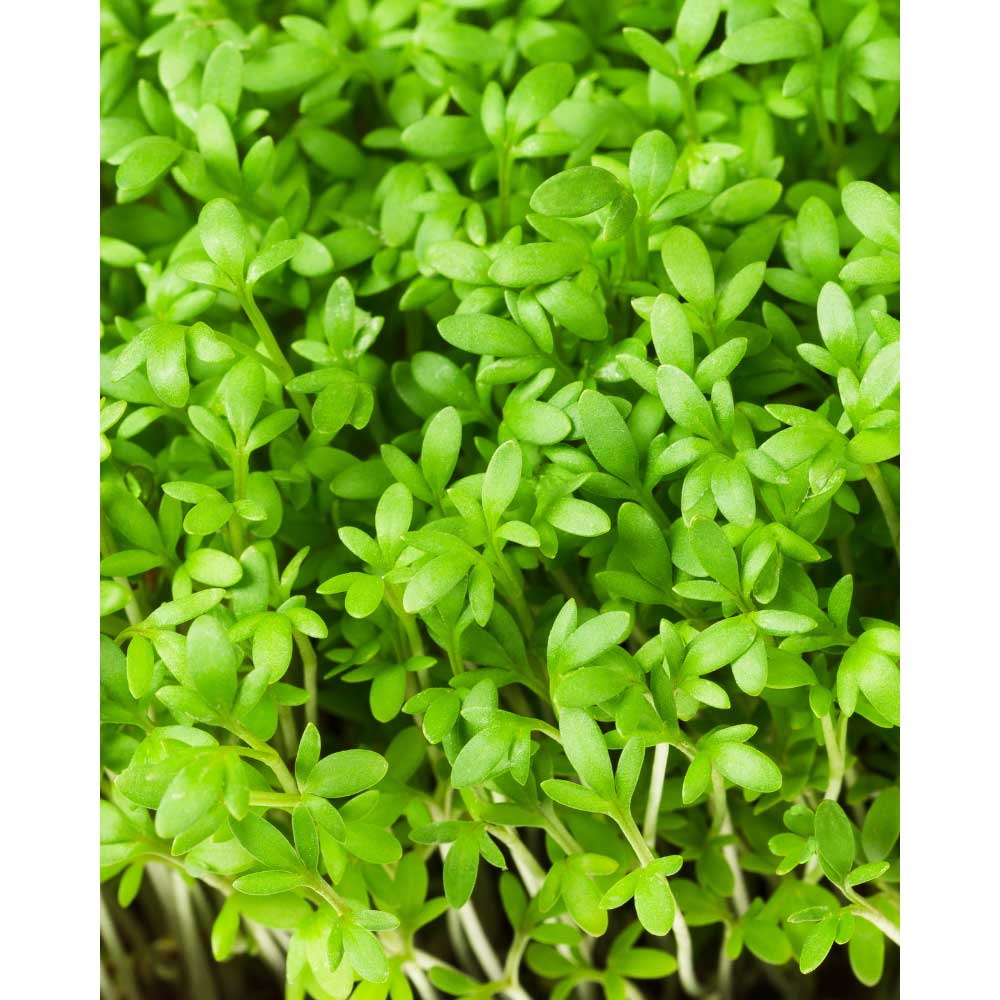 Gartenkresse, Kresse / Großblättrige - Lepidium sativum - 100 Gramm