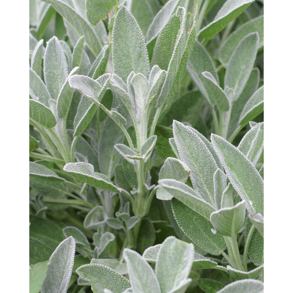 Salbei / Extrakta - Salvia officinalis - 100 Samen