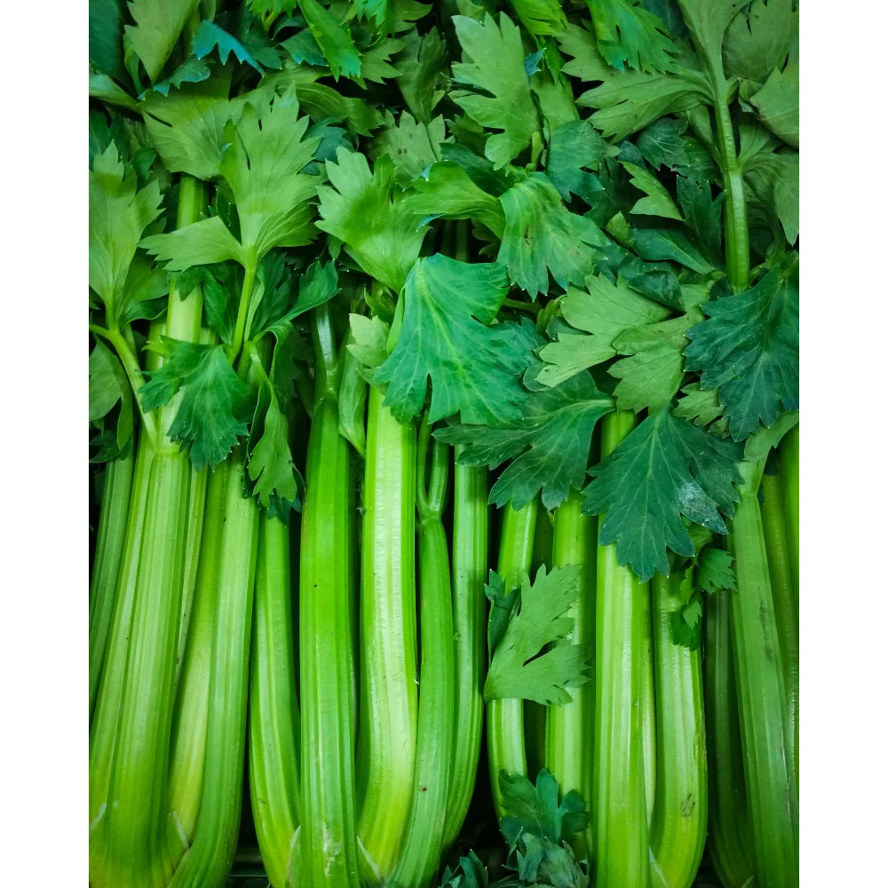 Cut celery / Gewone Snij - Apium graveolens var. secalinum - 200 seeds