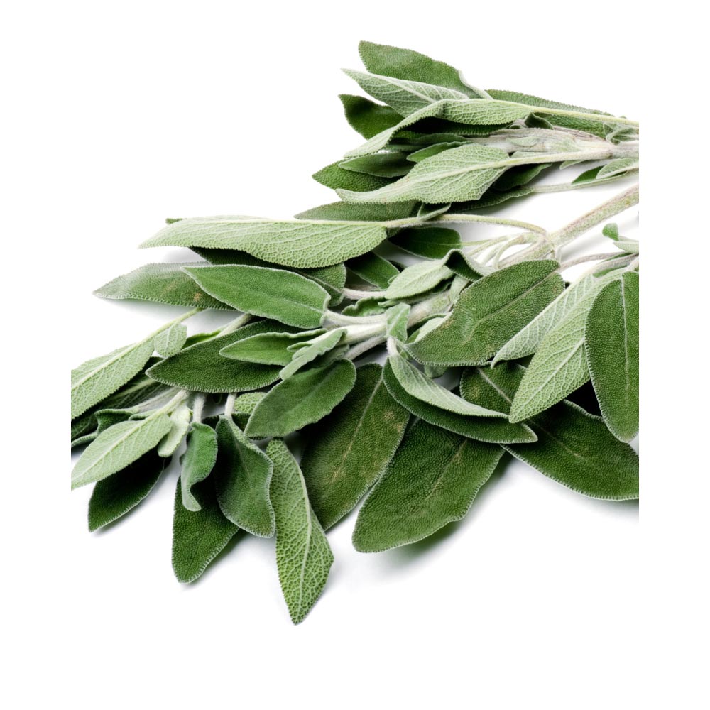 Salbei / Extrakta - Salvia officinalis - 100 Samen