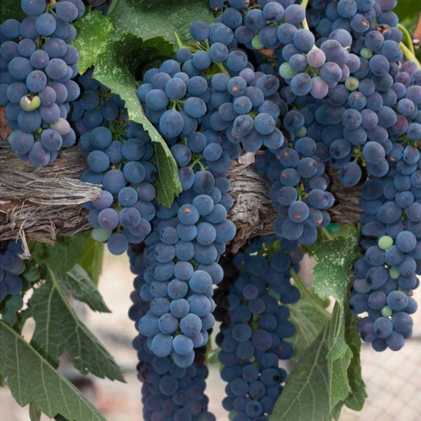 Table grape / Muscat bleu® / Vitis vinifera ssp. vinifera - 1 plant in pot