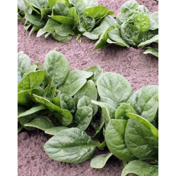 Spinach - Spinacia oleracea - Amaranthaceae - various quantities