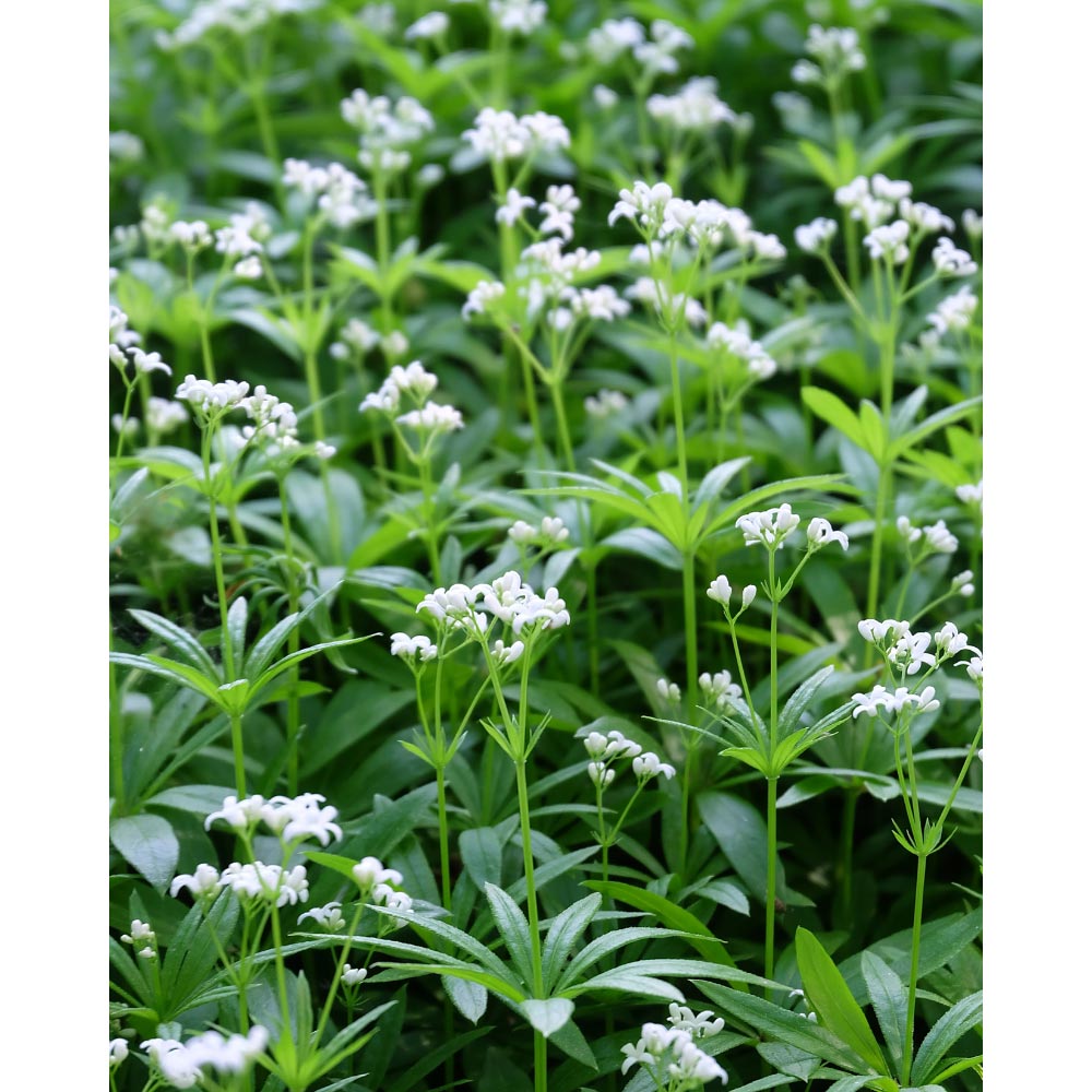 Echter Waldmeister - Galium odoratum - 30 Samen