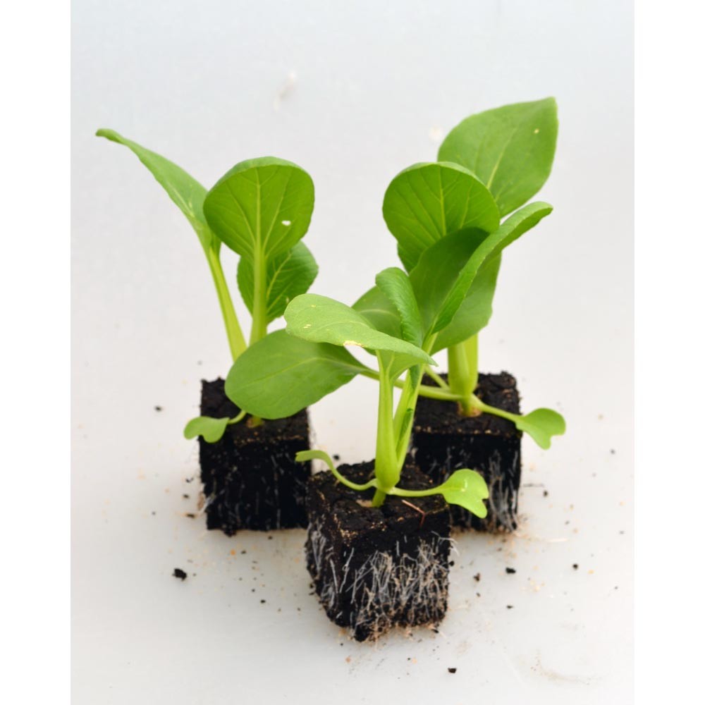 Spitzkohl / Spitzkraut - Brassica oleracea convar. capitata var. alba ...